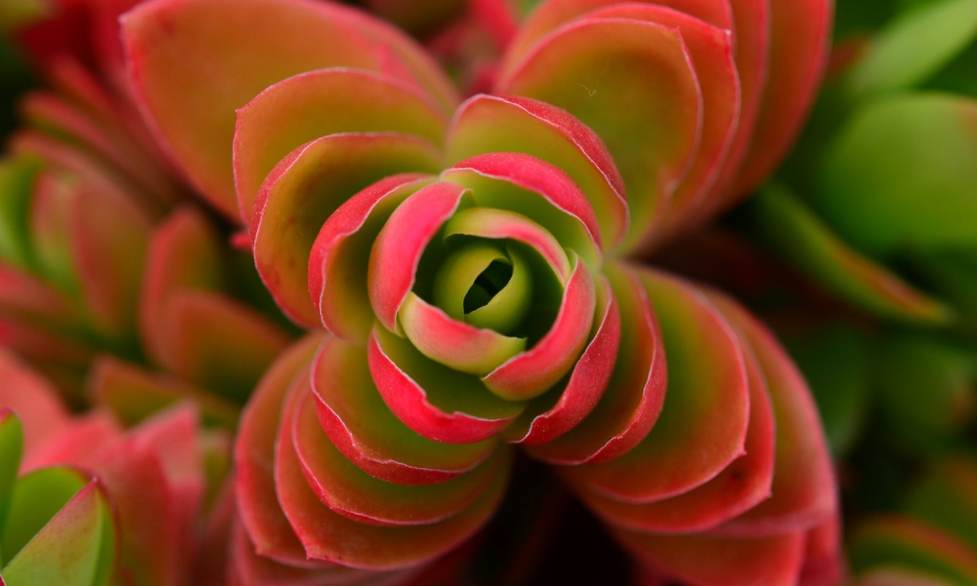 Gallery – Fatty Plants Nursery