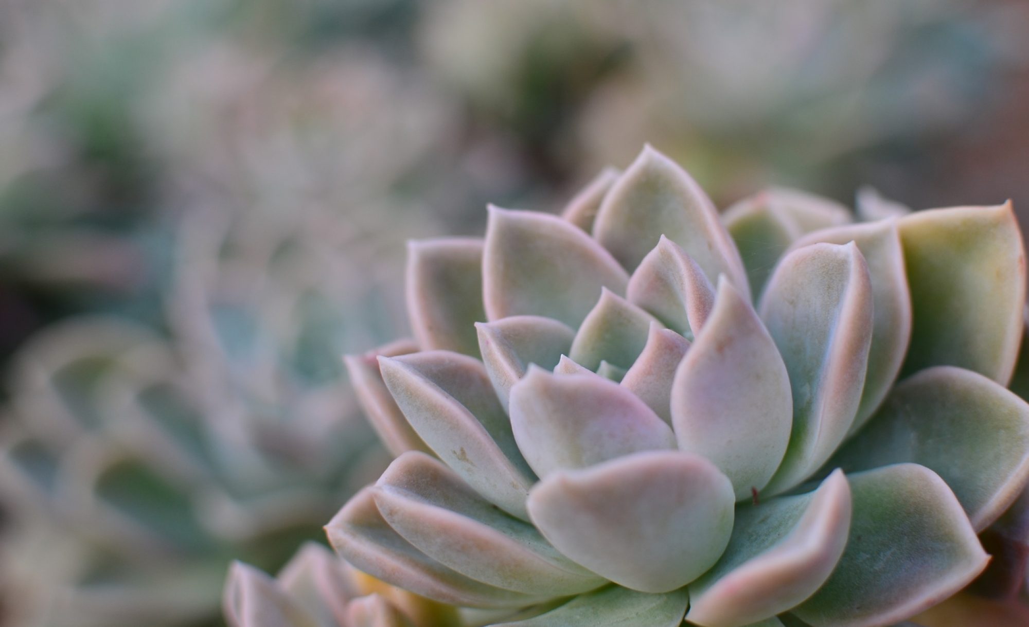 Gallery – Fatty Plants Nursery