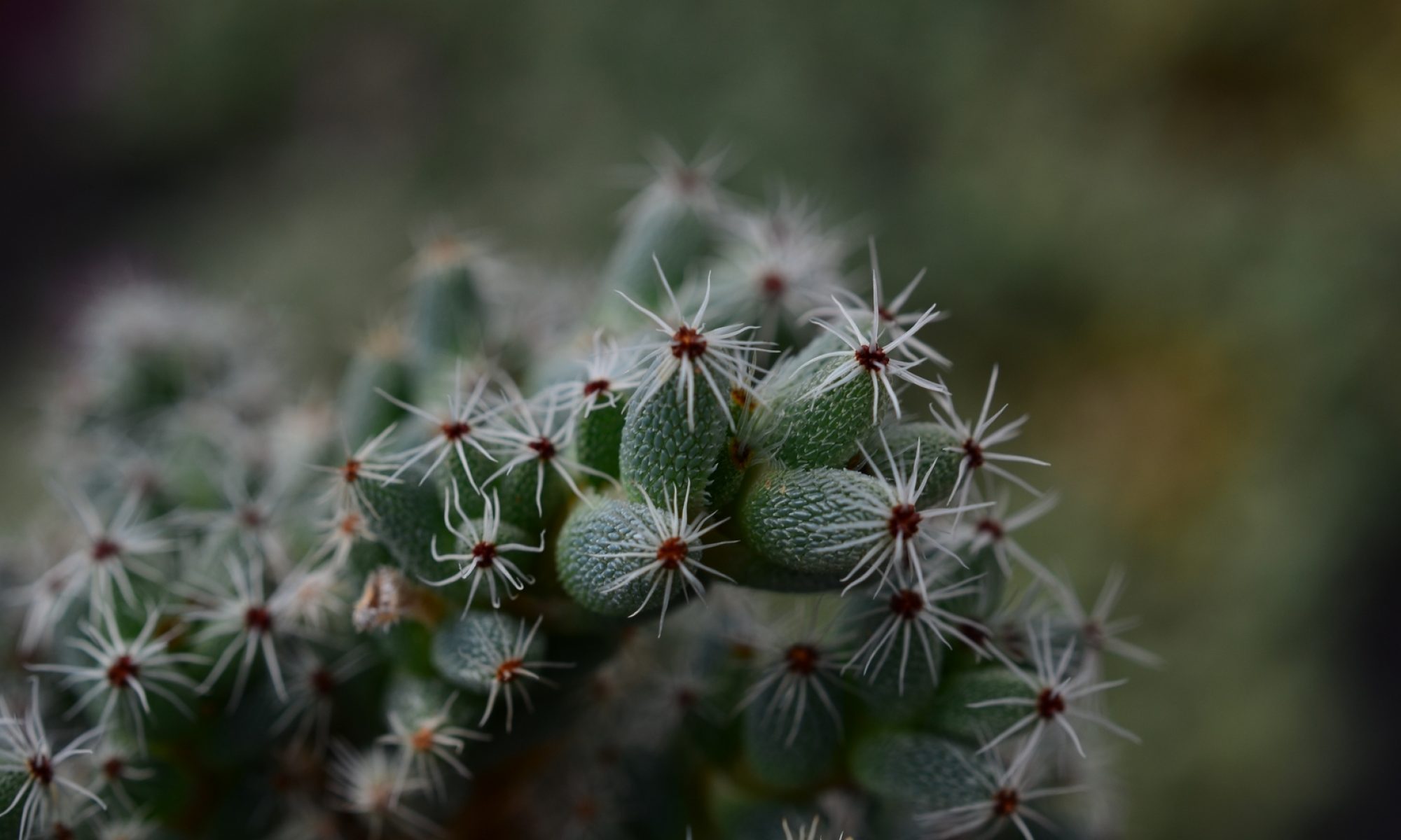 Gallery – Fatty Plants Nursery