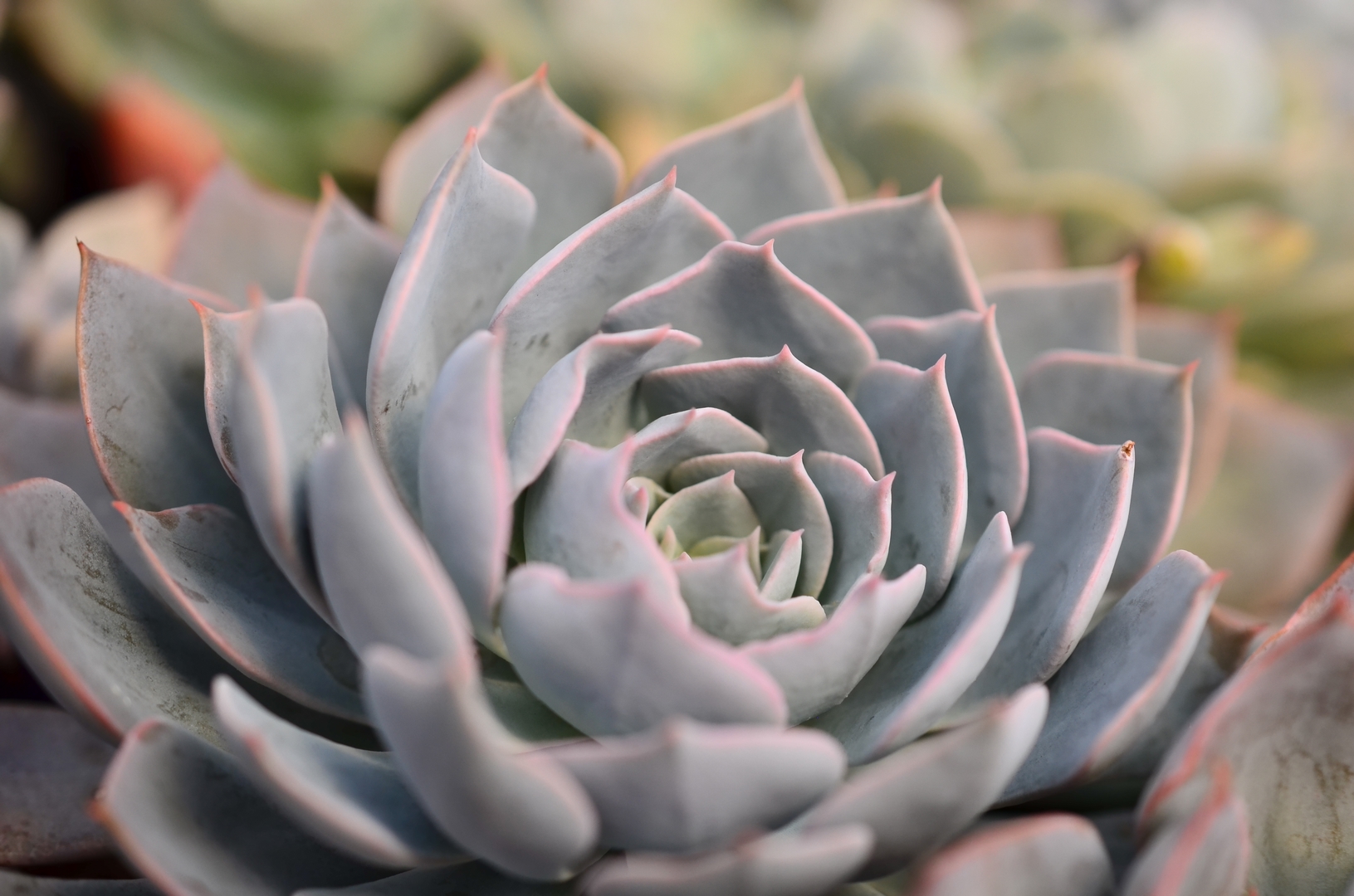 Gallery – Fatty Plants Nursery