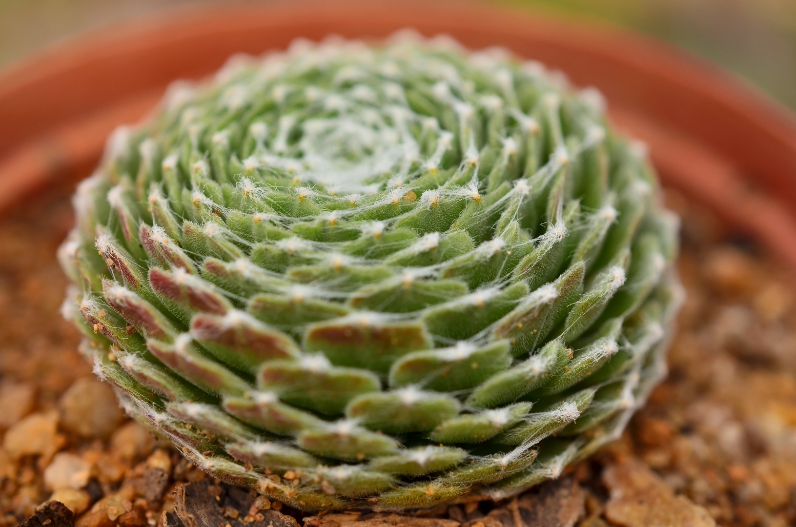 Gallery – Fatty Plants Nursery