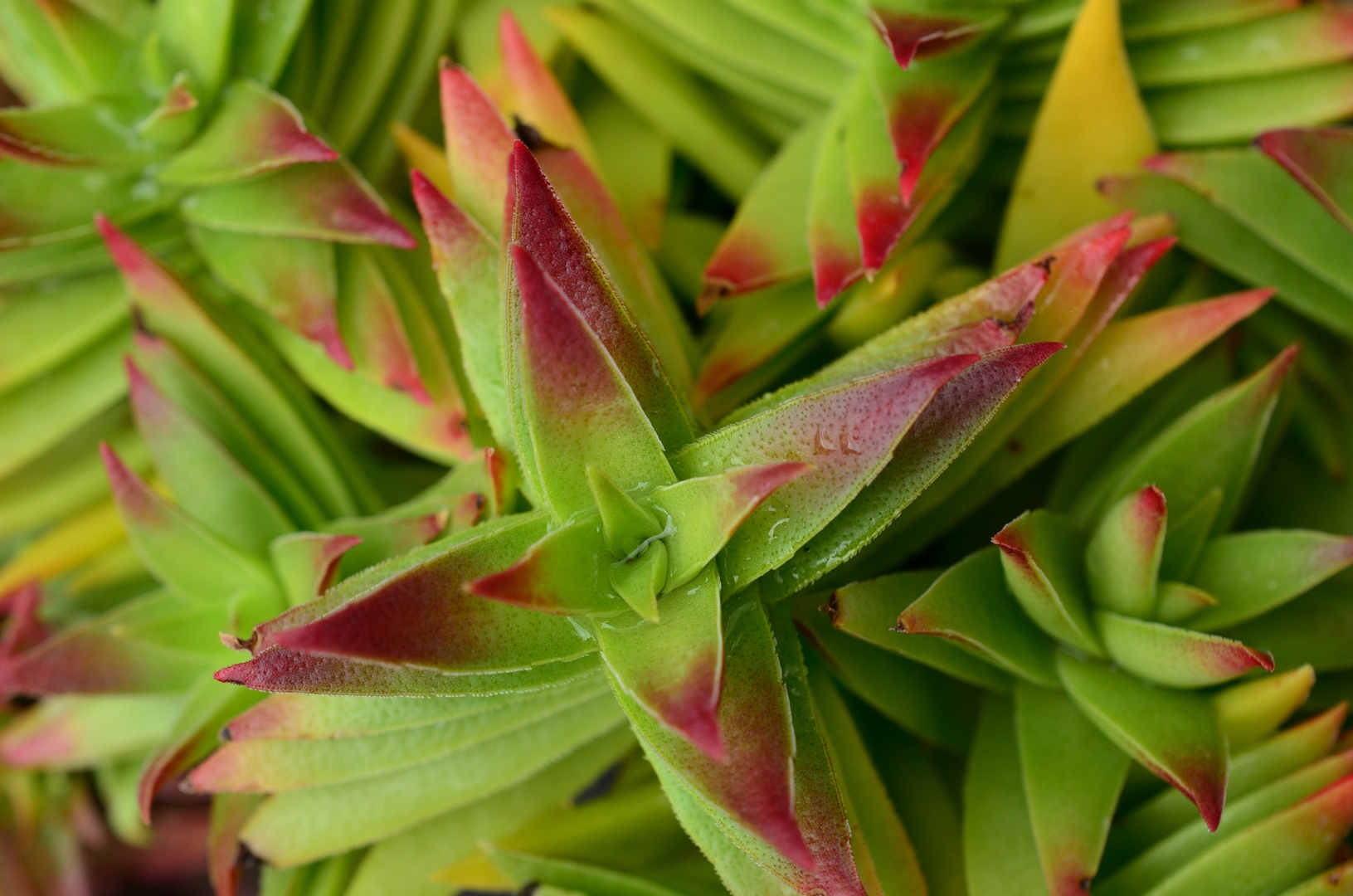 Gallery – Fatty Plants Nursery