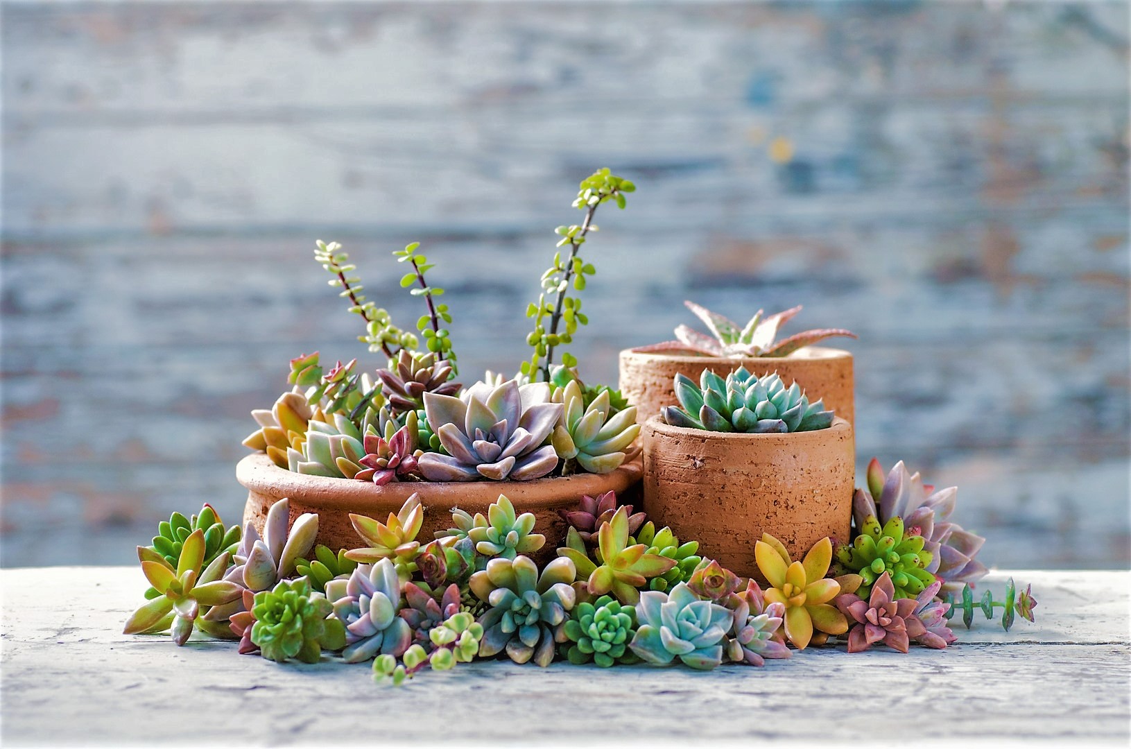 About – Fatty Plants Nursery