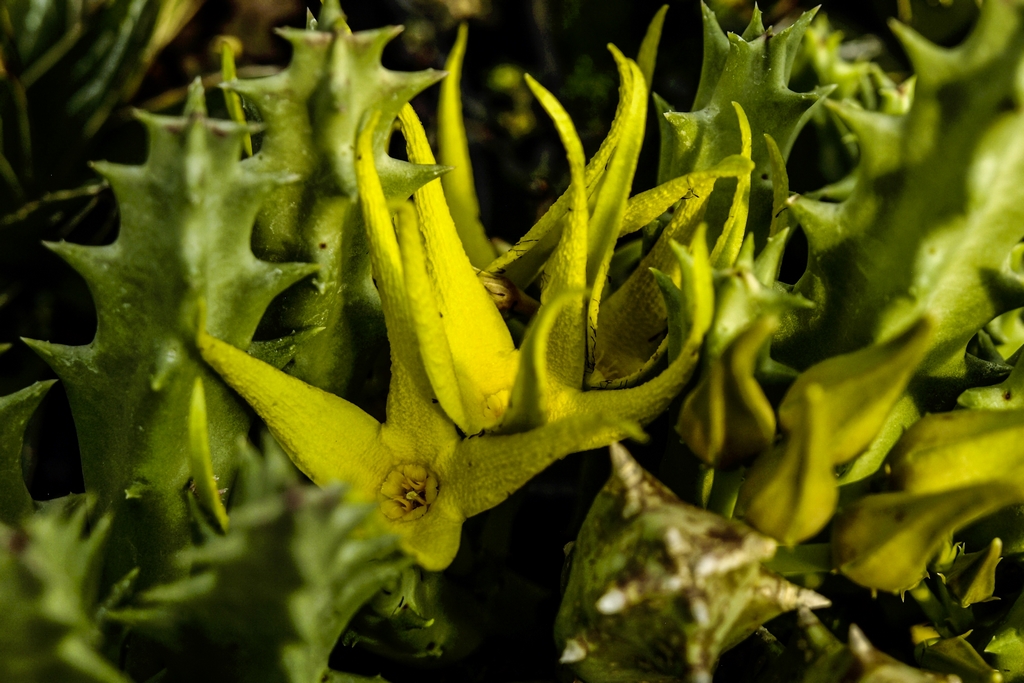 Gallery – Fatty Plants Nursery