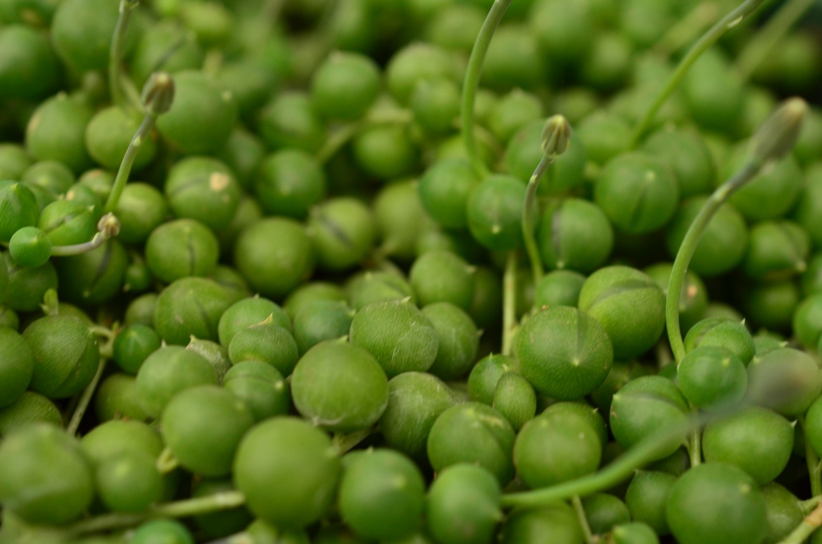 Gallery – Fatty Plants Nursery