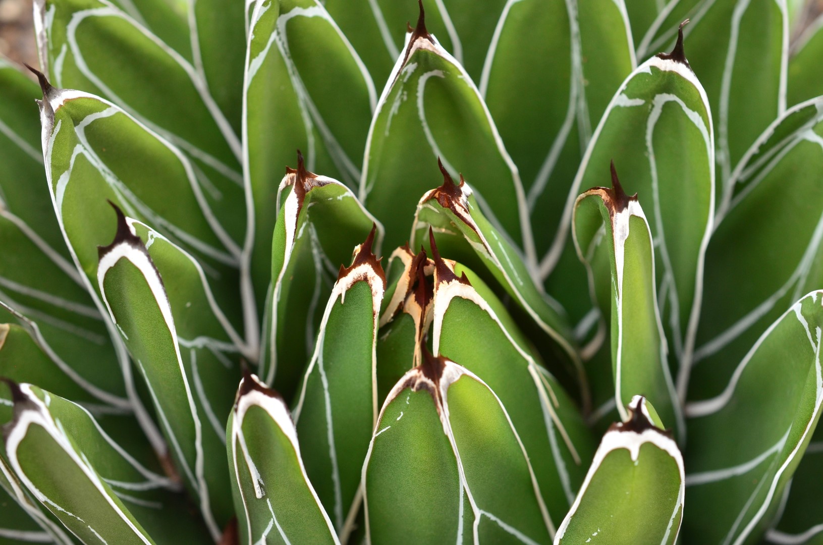 Gallery – Fatty Plants Nursery