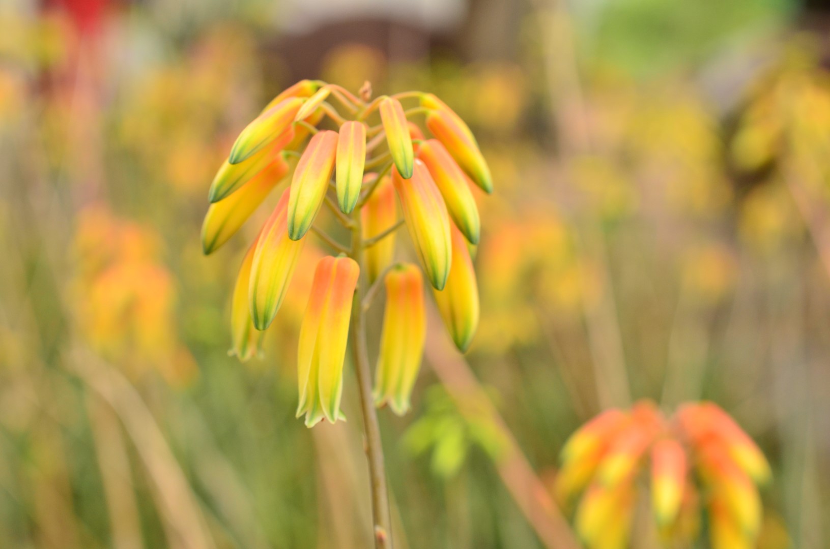 Gallery – Fatty Plants Nursery