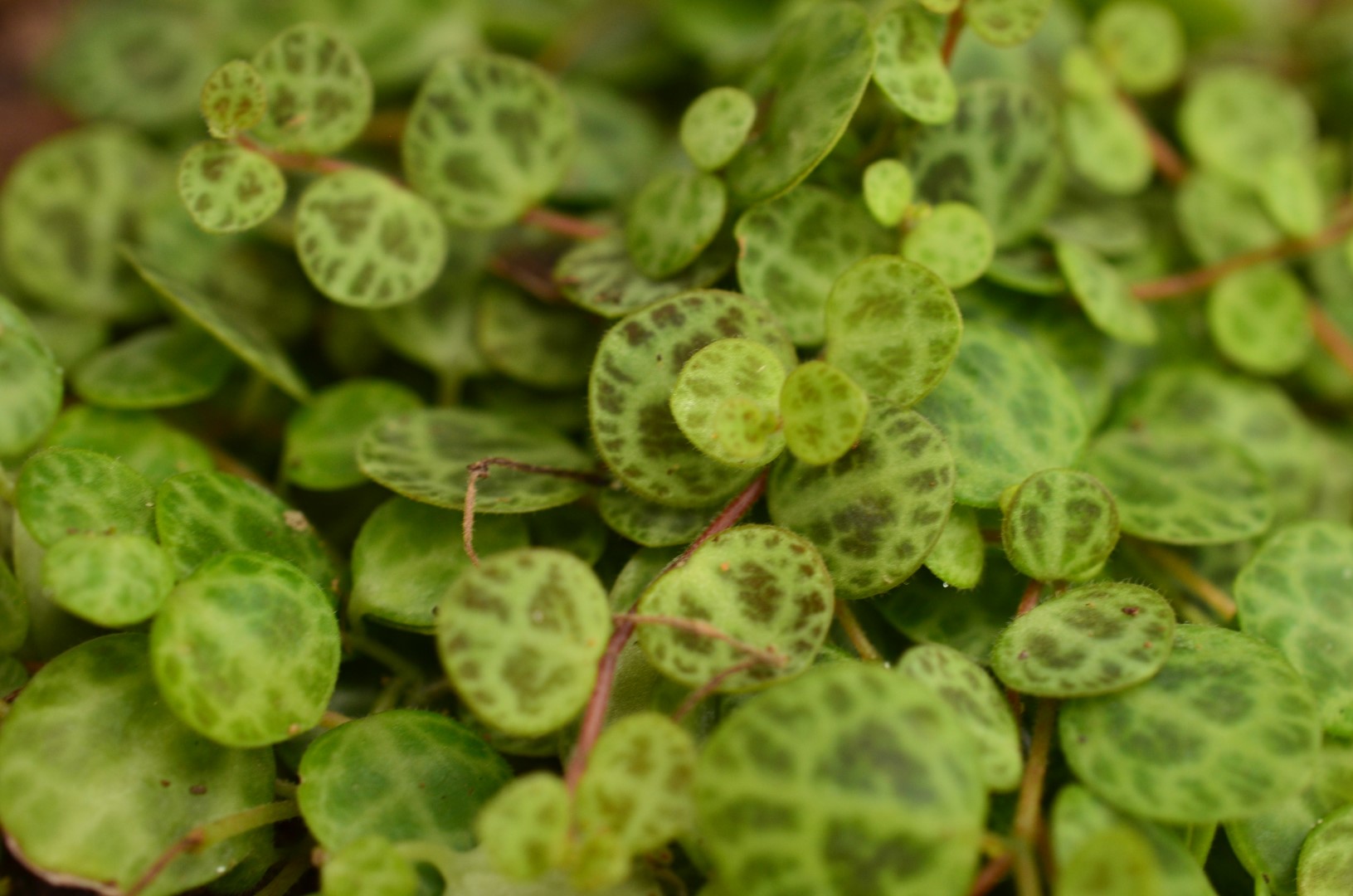 Gallery – Fatty Plants Nursery