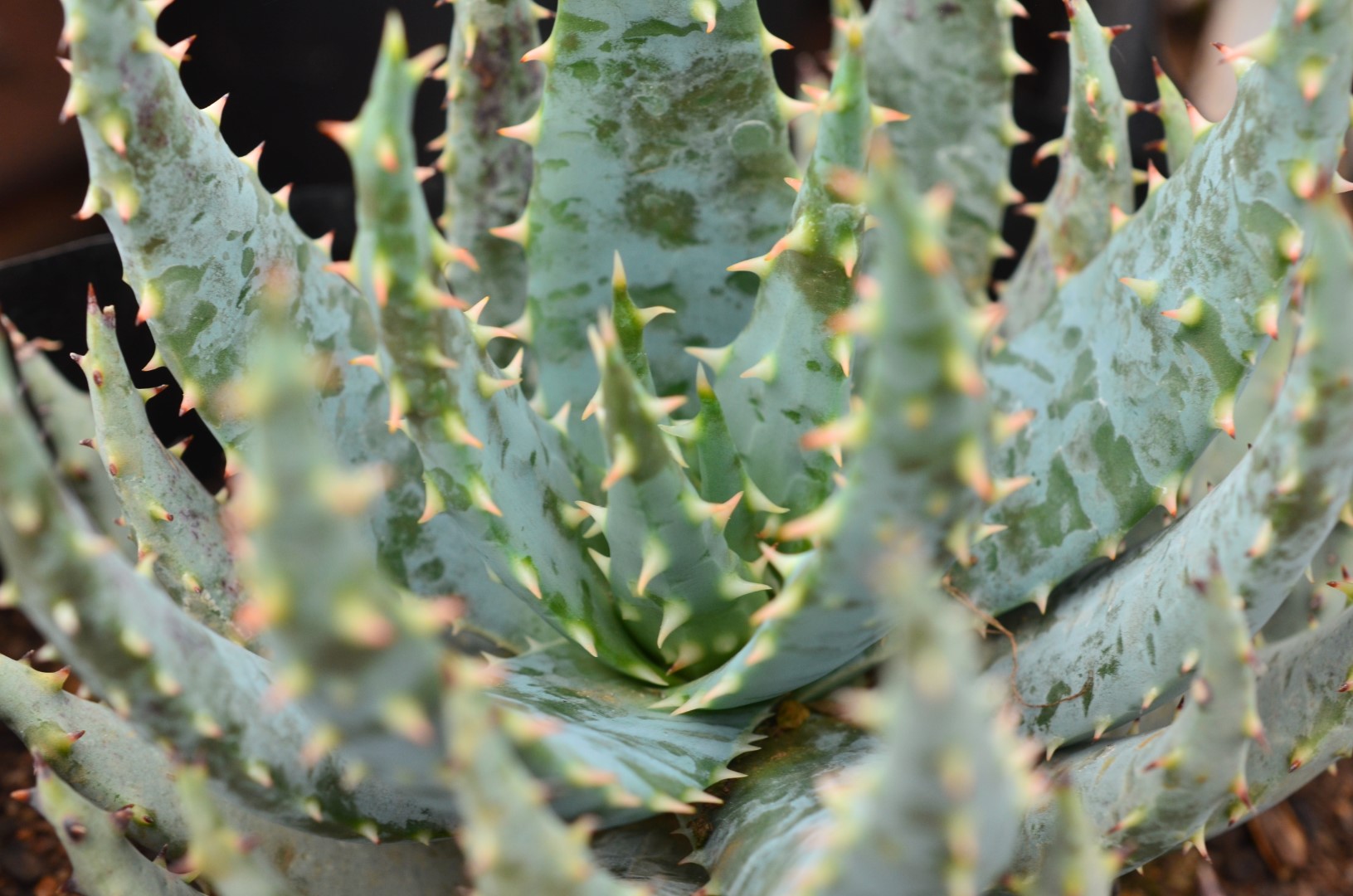 Gallery – Fatty Plants Nursery