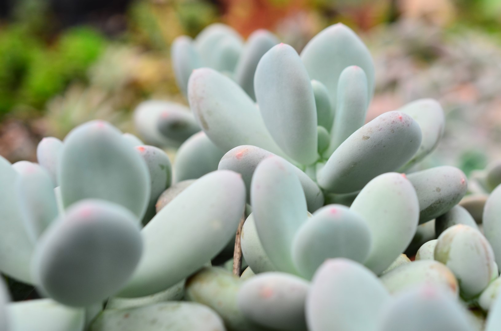 Gallery – Fatty Plants Nursery