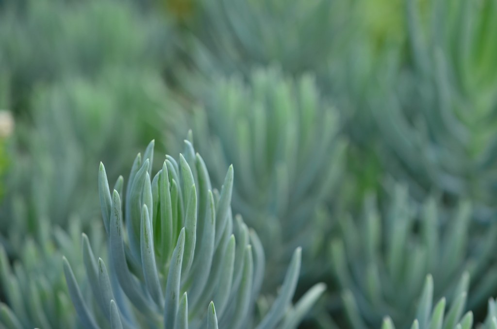 Wholesale – Fatty Plants Nursery