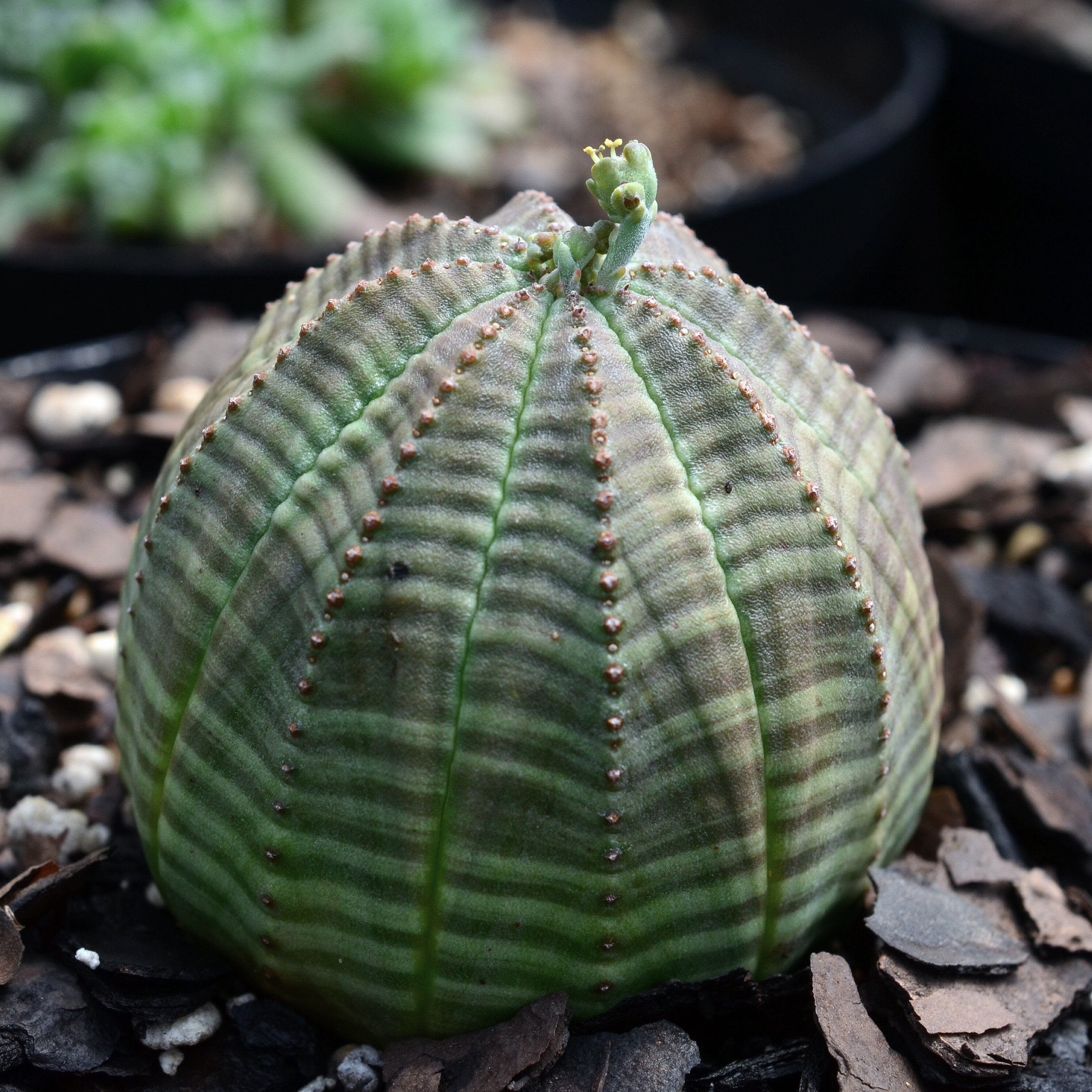 Shop – Fatty Plants Nursery