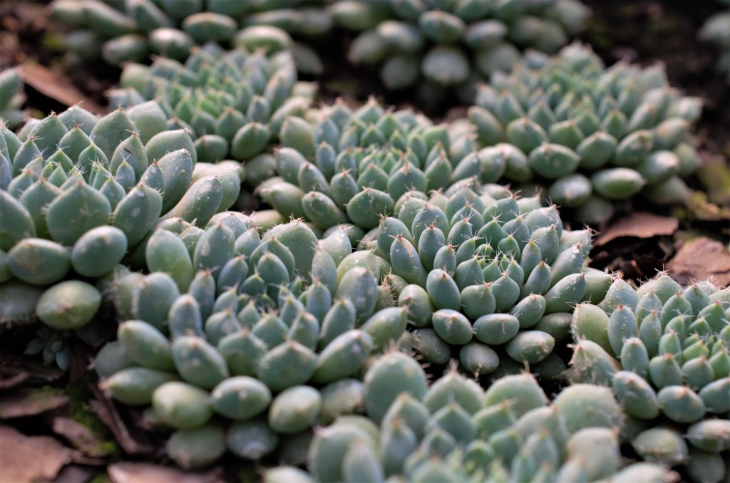 Gallery – Fatty Plants Nursery