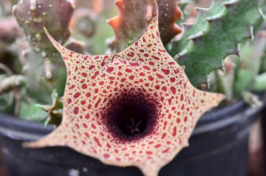 Shop Succulents – Fatty Plants Nursery